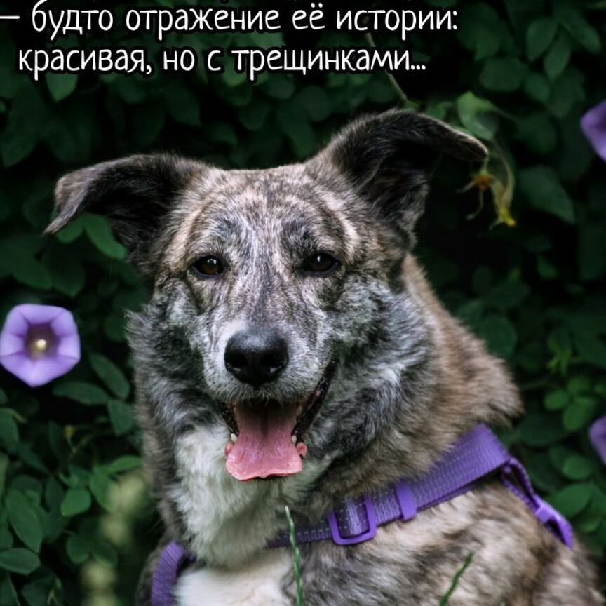 Взрослая собака в добрые руки