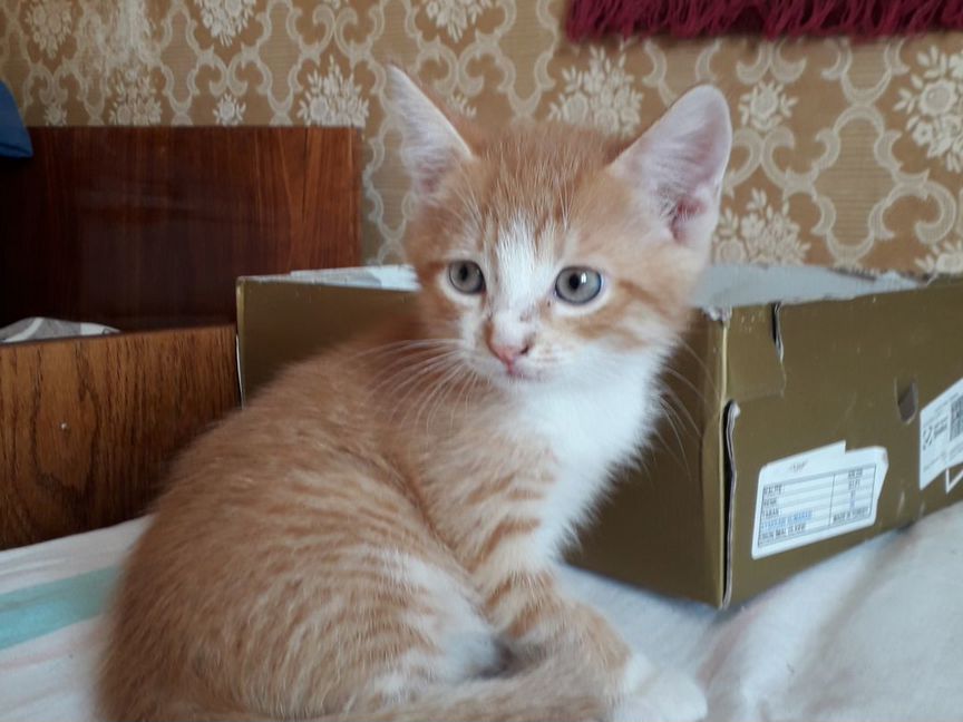 Отдам котенка в любимчики