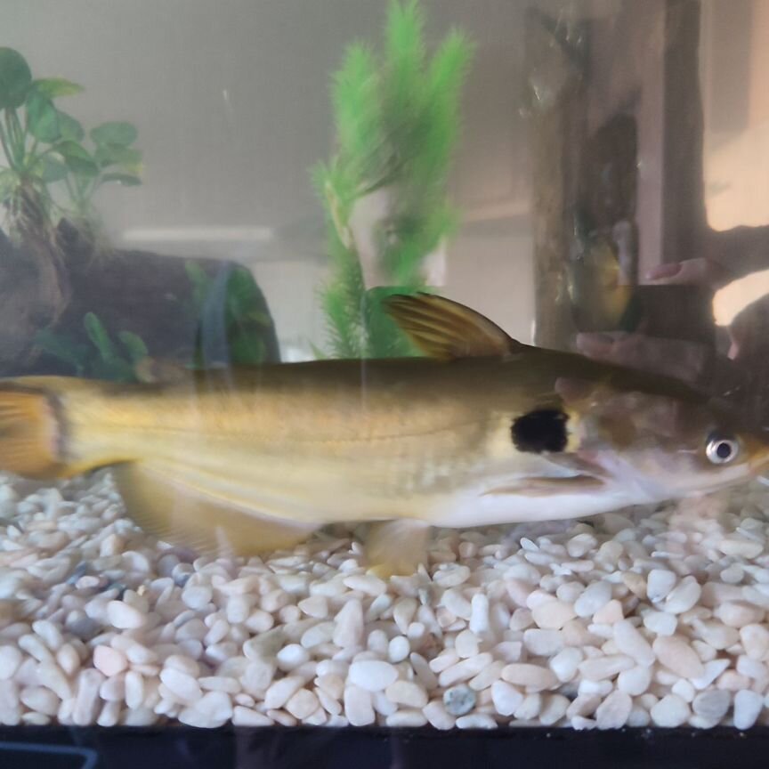 Сом павлиний глаз