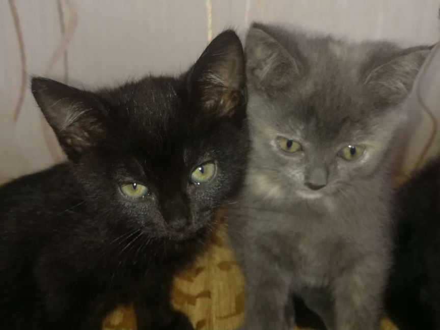 Котята