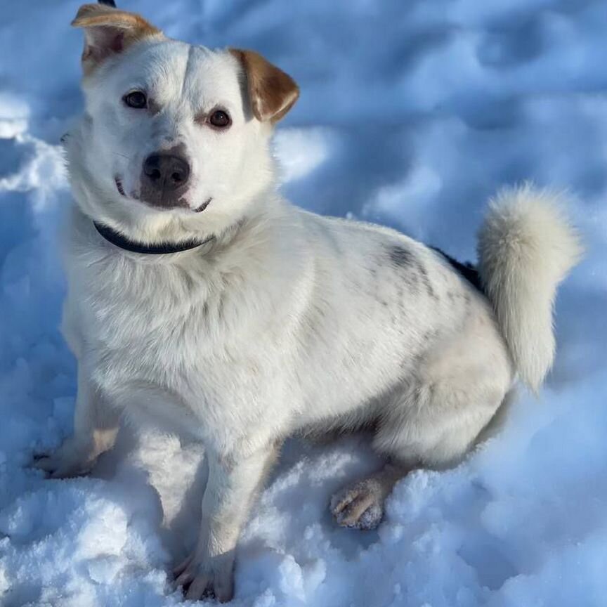 Средняя собака в добрые руки бесплатно