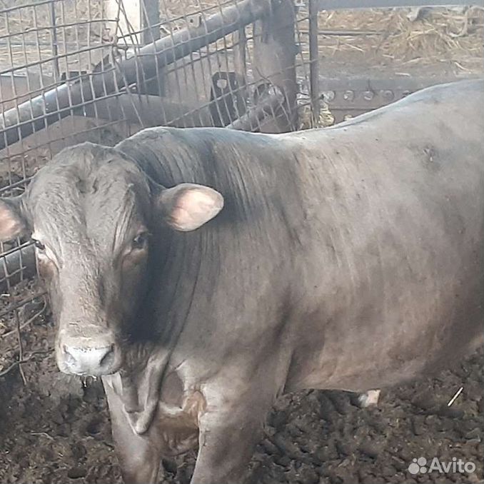 Бык на племя