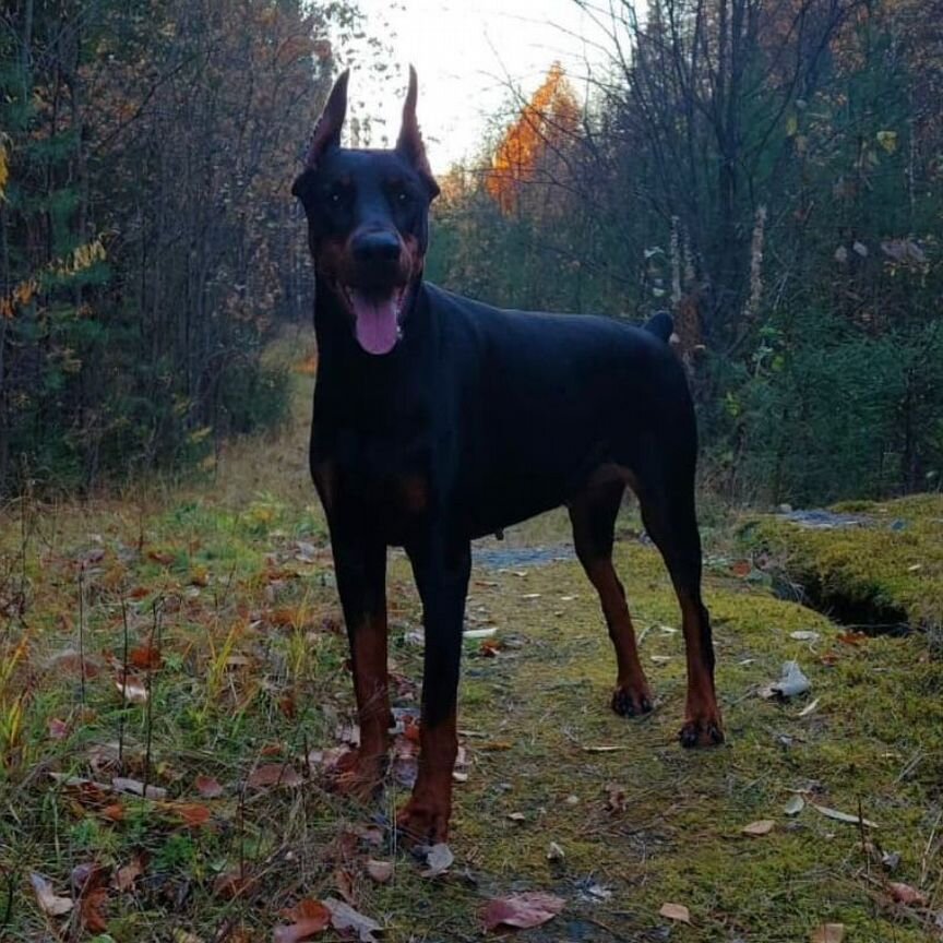 Собака доберман