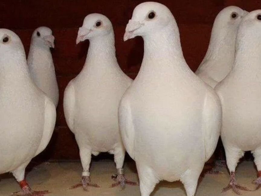 Голуби почтовые