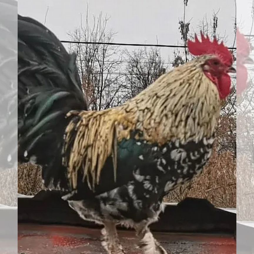 Петух бентамка карликовый