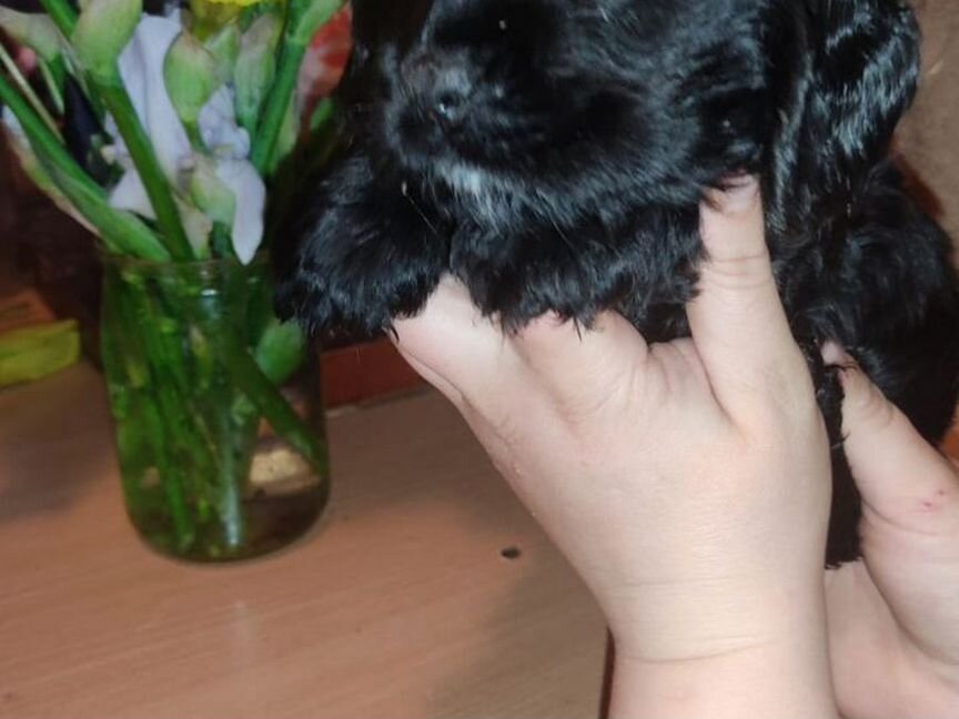 Собака