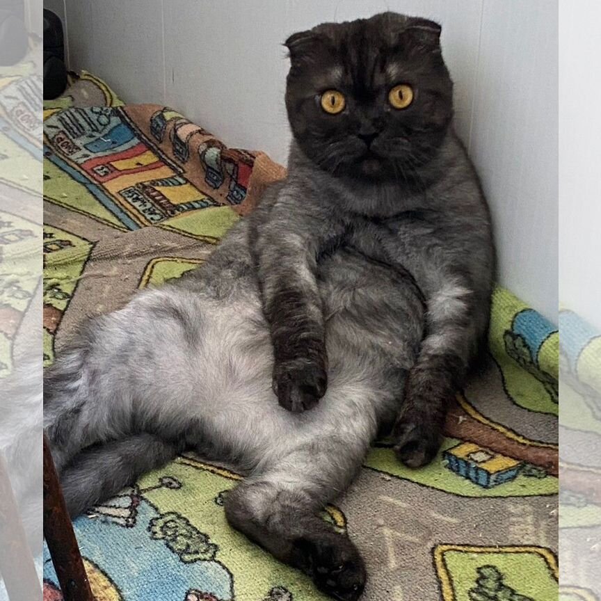 Шотландская вислоухая длинношёрстная, взрослая кошка