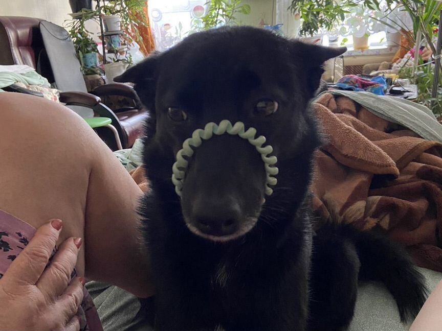 Собака в добрые руки отдам бесплатно