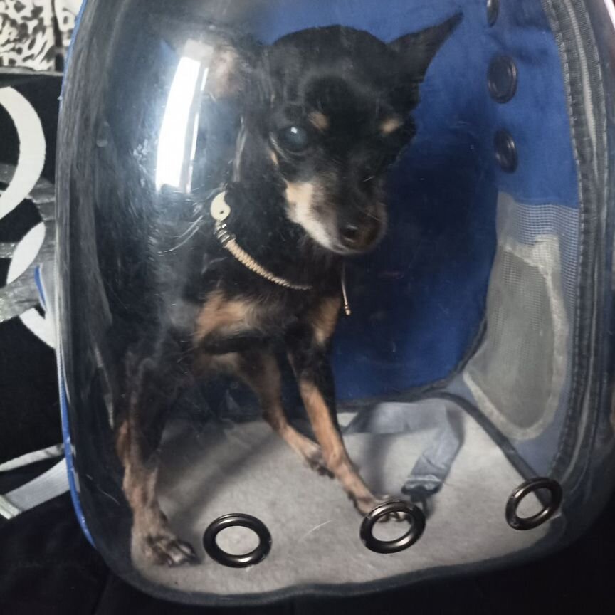 Продам рюкзак переноску для животных. Панорамный