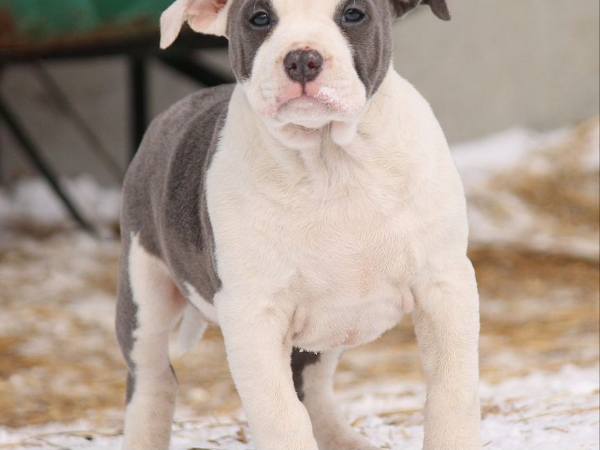 Щенки амстафф терьера