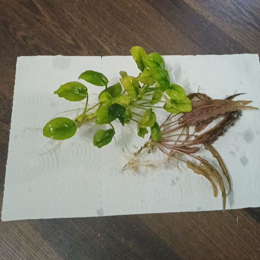 Анубиас и криптокарина