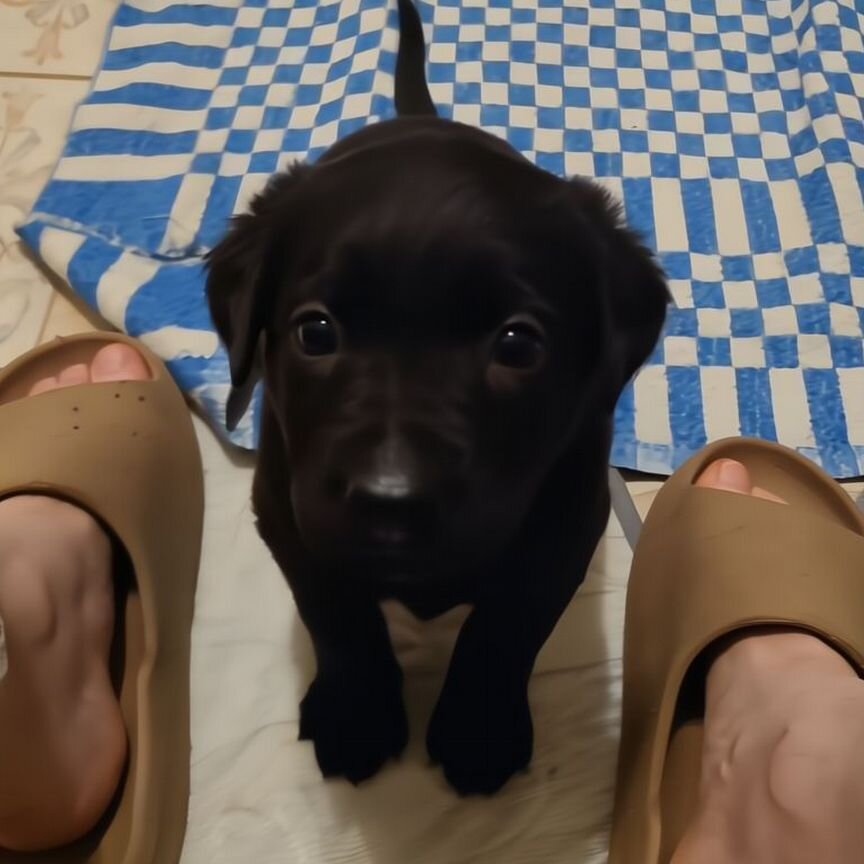 Щенок в добрые руки