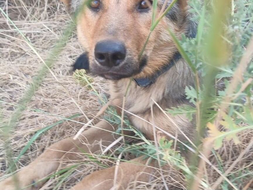 Немецкая овчарка метис