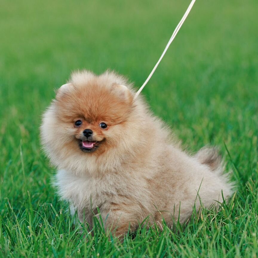 Померанский шпиц мини оранж