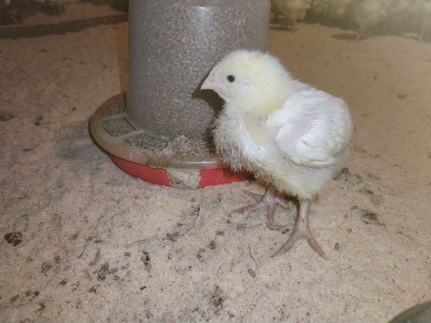 Цыплята / Подрощенный корнишон/цыплёнок табака