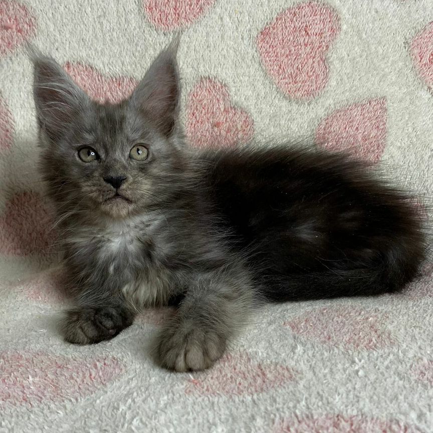 Мейн-кунчики редких окрасов