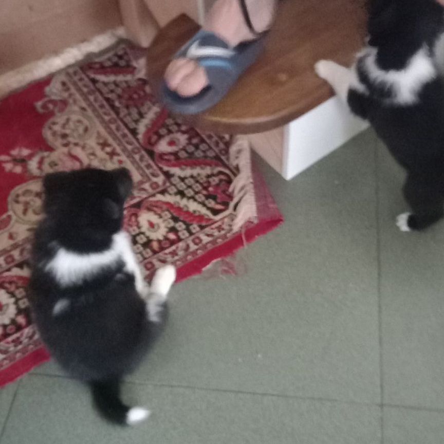 Лайка, щенок