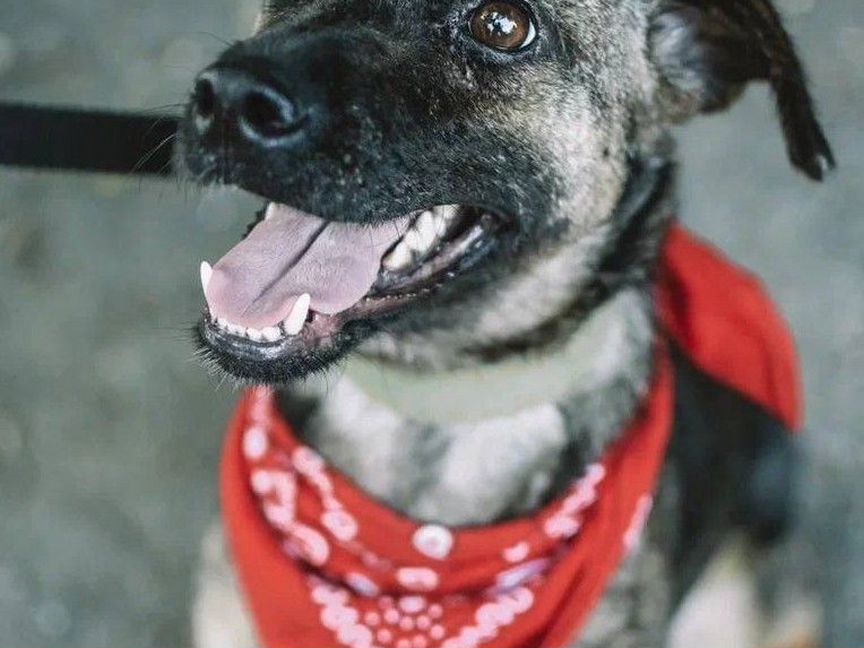 Пугливая собачка ищет доми любящих людей