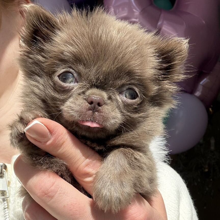 Чихуахуа, щенок