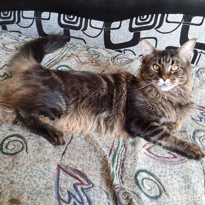 Кот Мен-кун