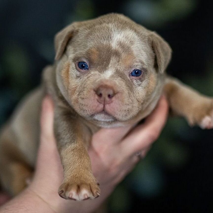 Американский Булли покет