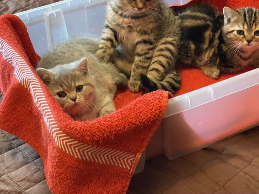 Шотландские котята вислоухие