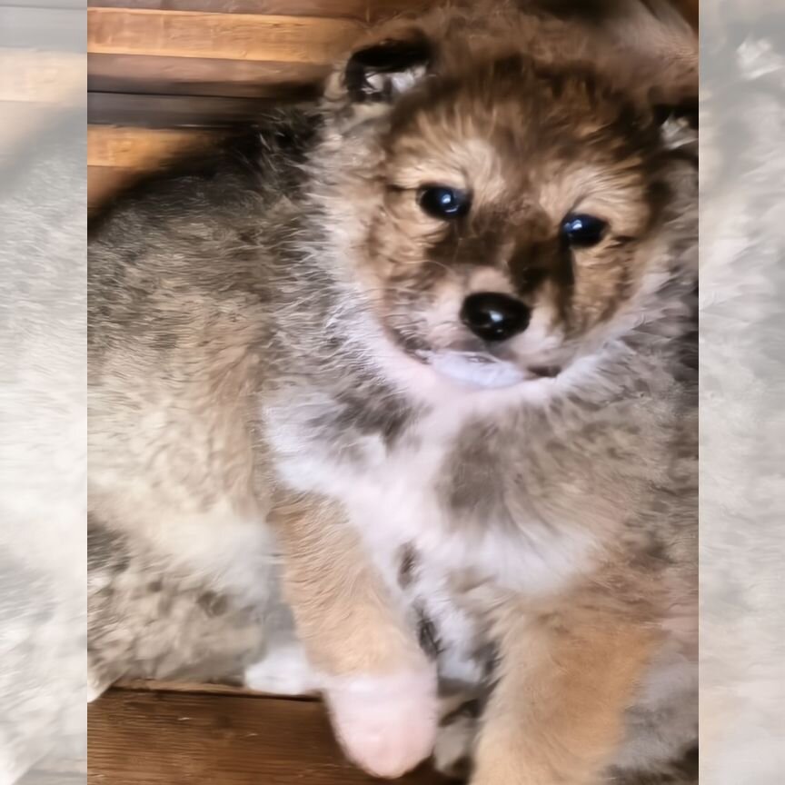 Щенок в добрые руки