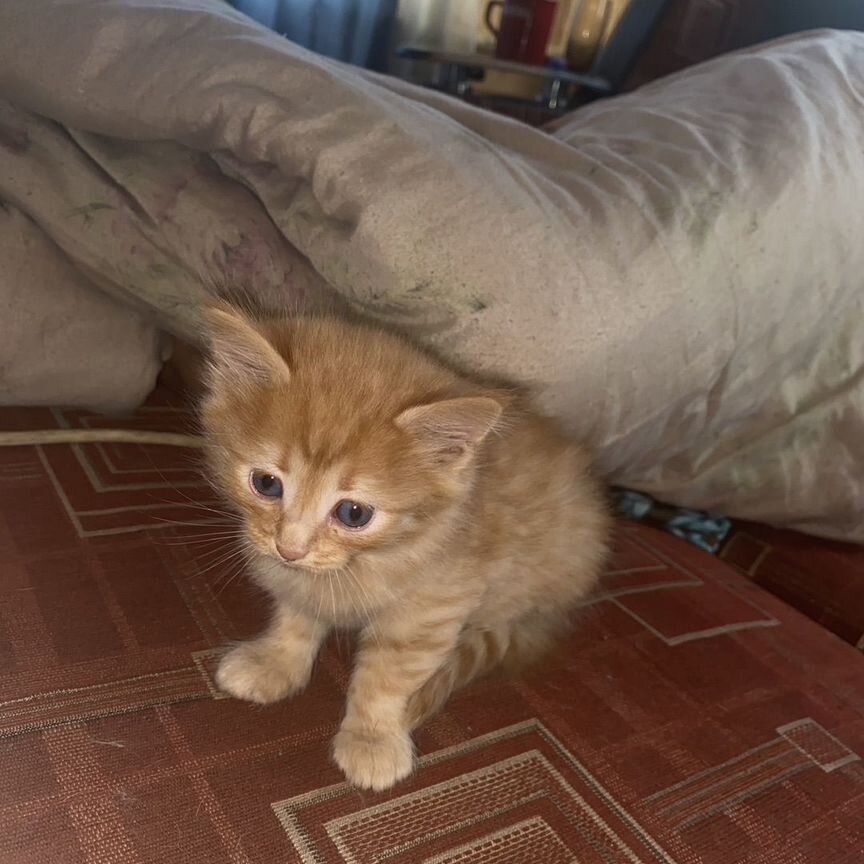 Котята мальчики и девочки