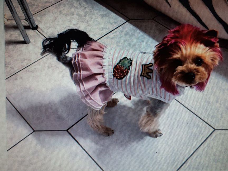 Одежда для собак