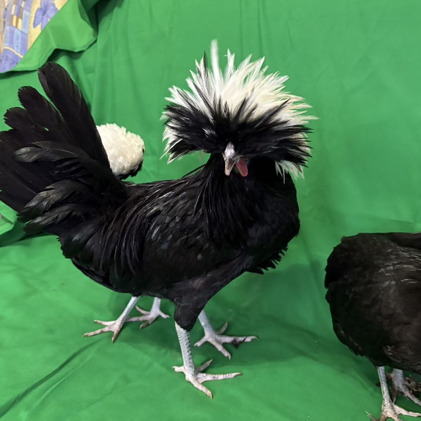 Петухи Голландской Белохохлой