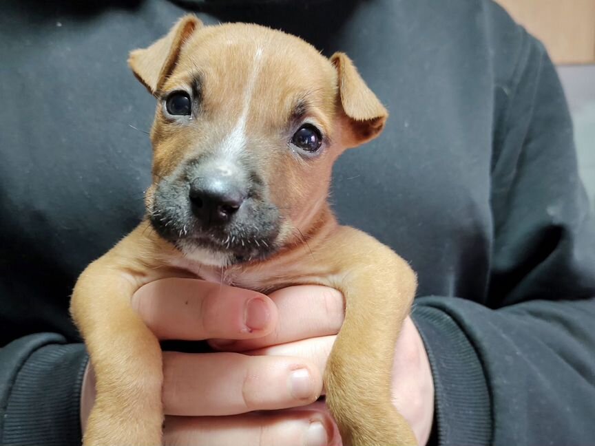 Щенок питбуля