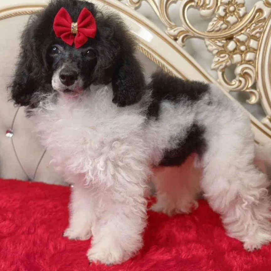 Той-пудель, взрослая собака