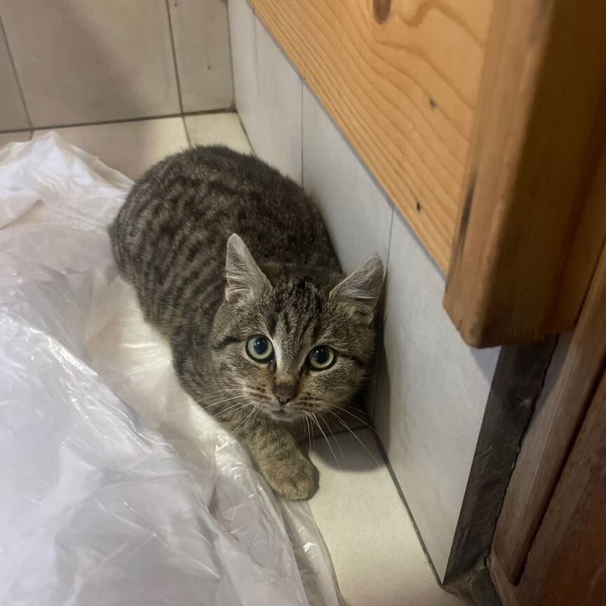 Кот