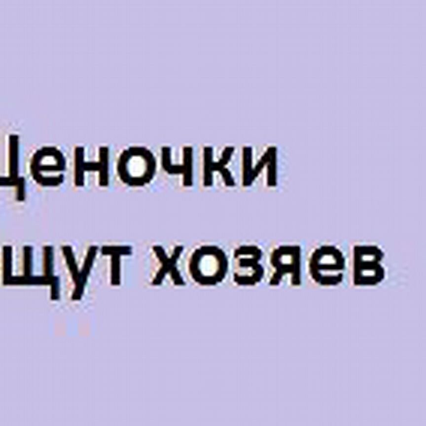 Бездомные щеночки ищут хозяев