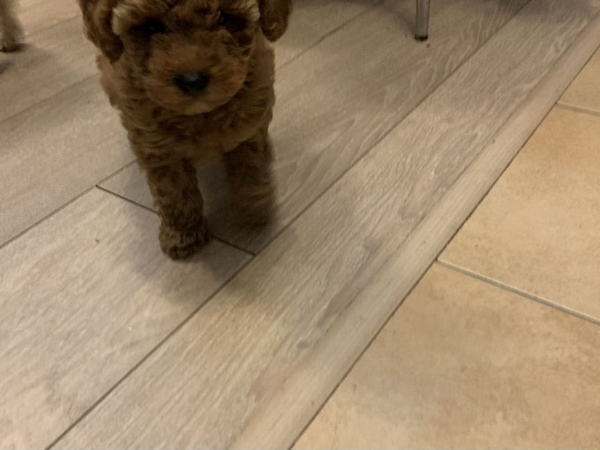 Той-пудель щенки