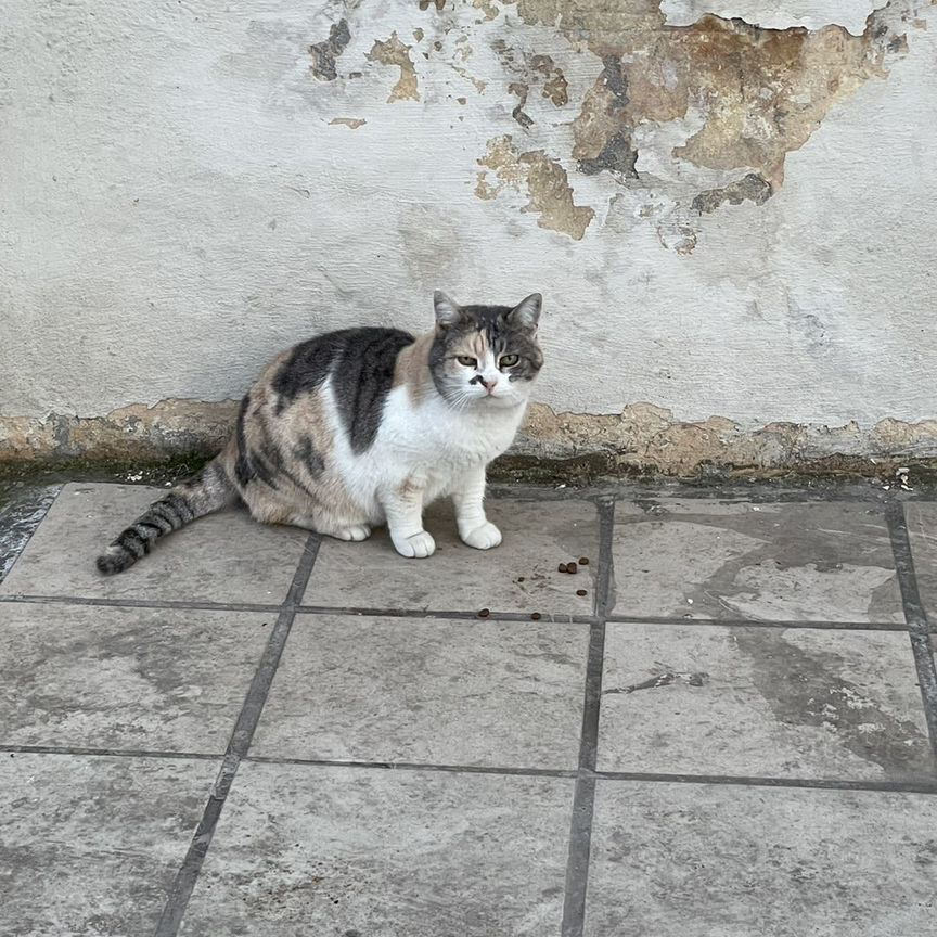 Кошка