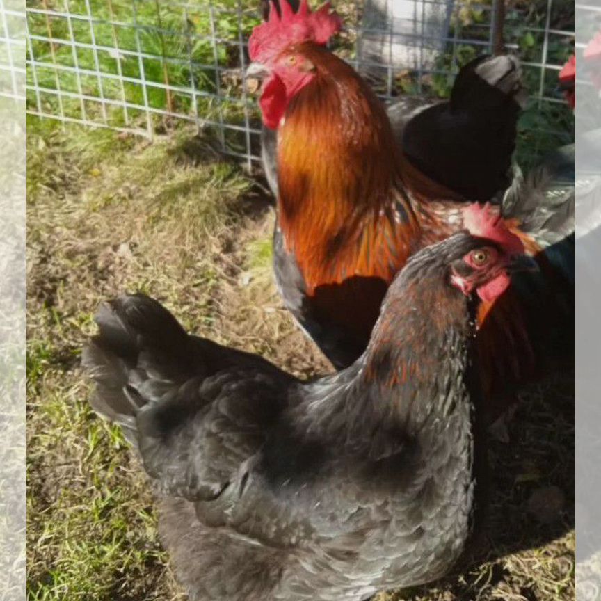 Куры несушки доминант