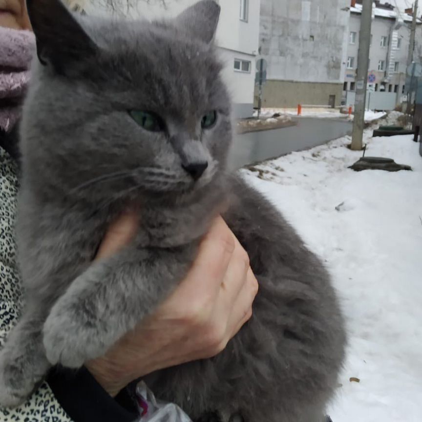 Кошечка булочка