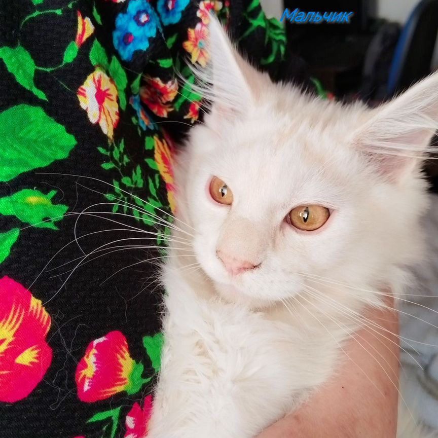 Май- кун кот