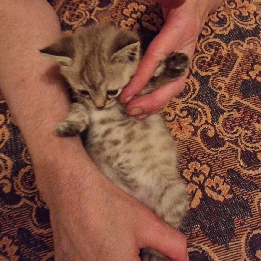 Бенгальские котята