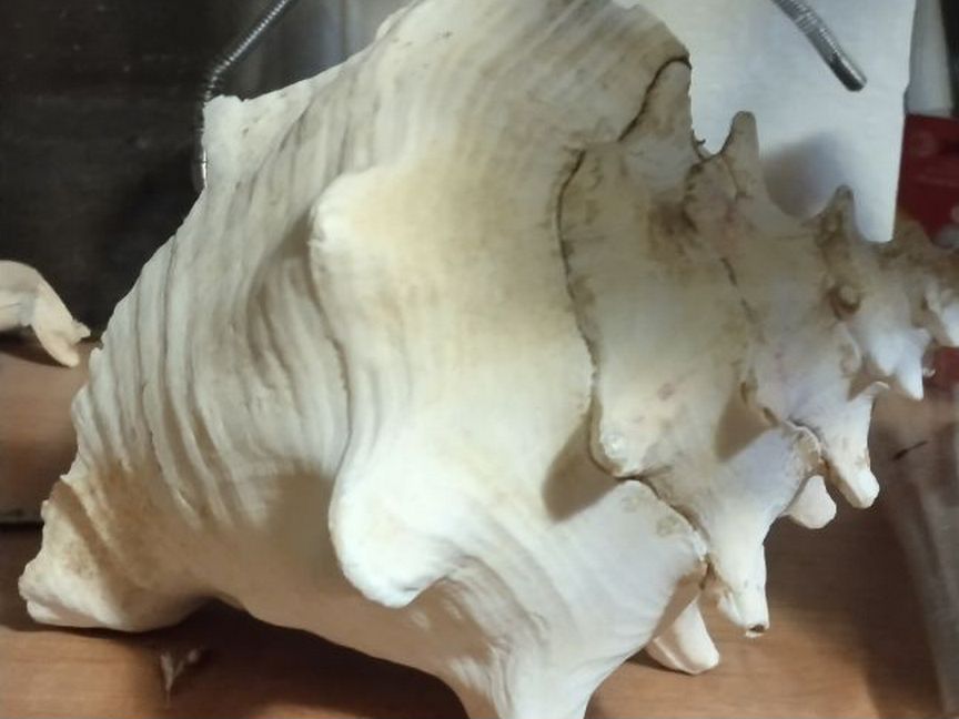 Ракушки в ассортименте