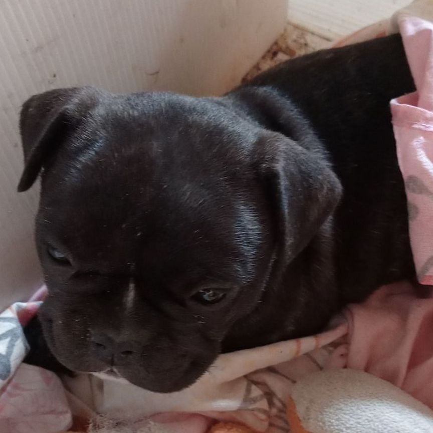 Французский бульдог, щенок
