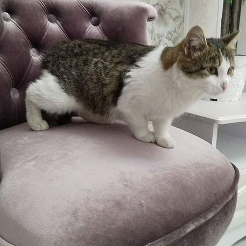 Ищем дом бездомной кошке
