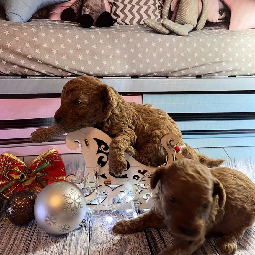 Той пулель ред браун