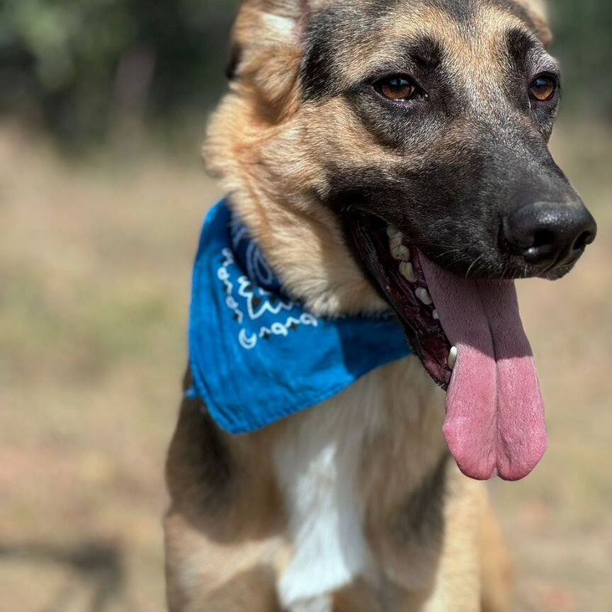 Джун в добрые руки