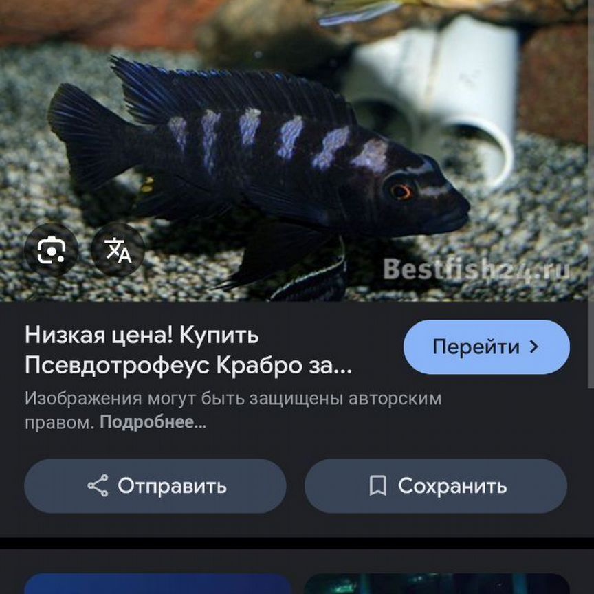 Самочка цихлида крабро