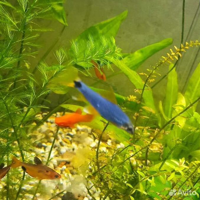 Аквариумная рыбка лабио