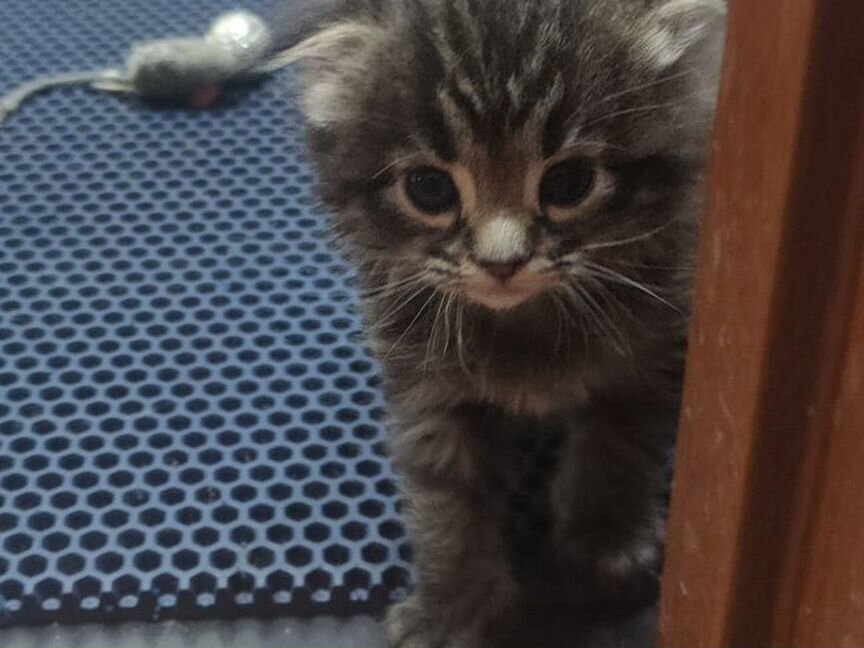 Котята в добрые руки 1 месяц