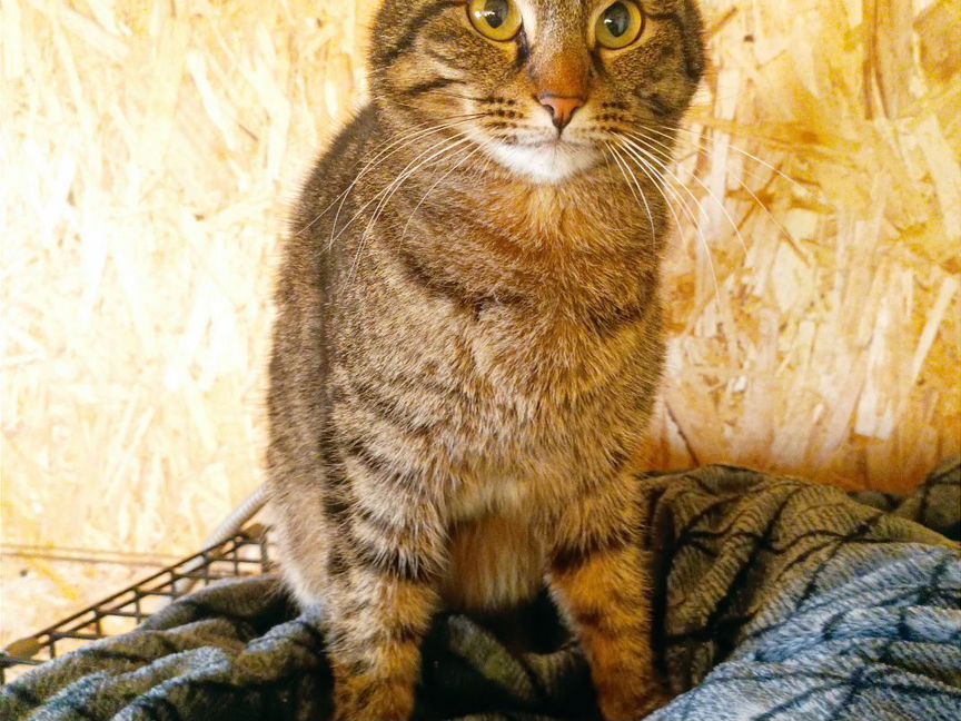 Котик Душечка