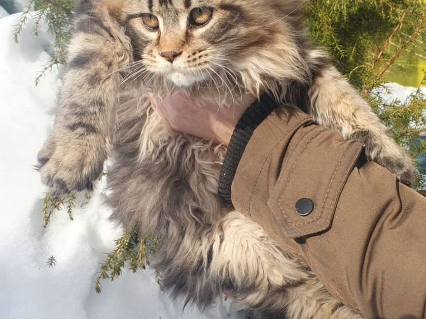 Котята мэйн кун
